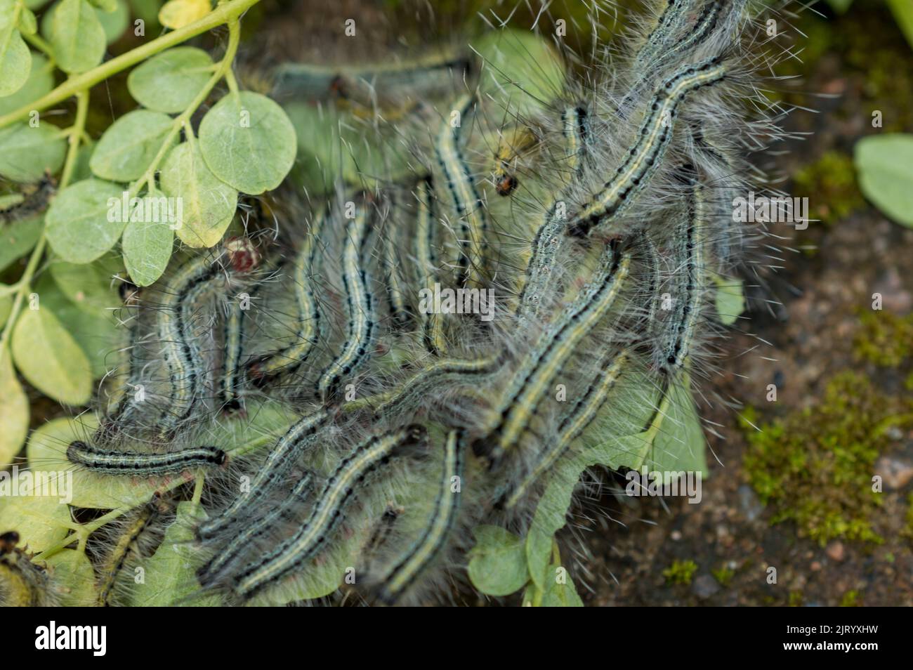 Caterpillars feed by chewing plants. Most common are those that consume ...