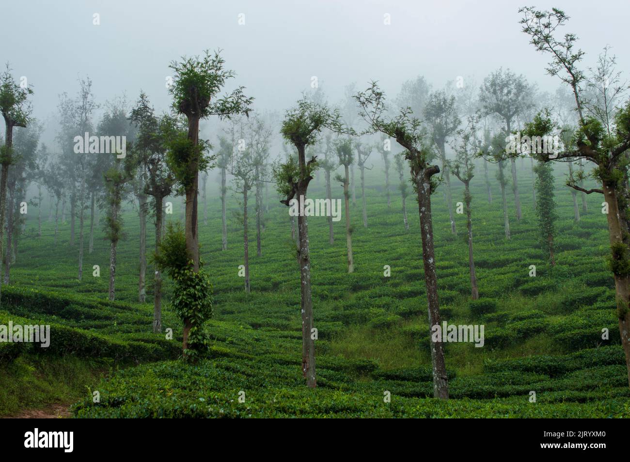 It is necessary to plant a mixture of different species of shade trees ...