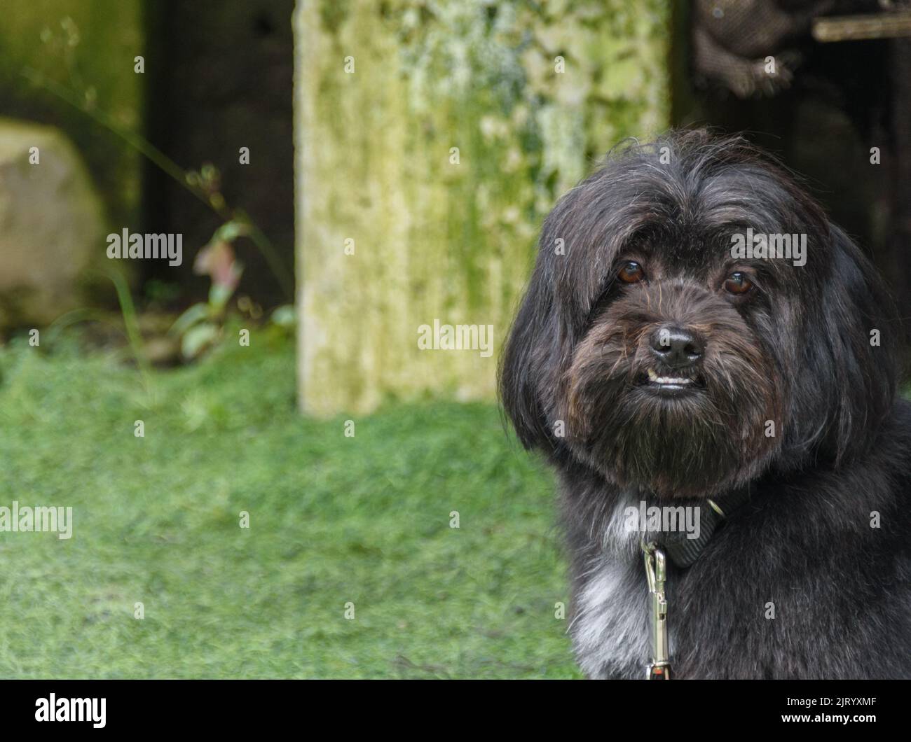 The photogenic black colored dog named Choco Stock Photo - Alamy