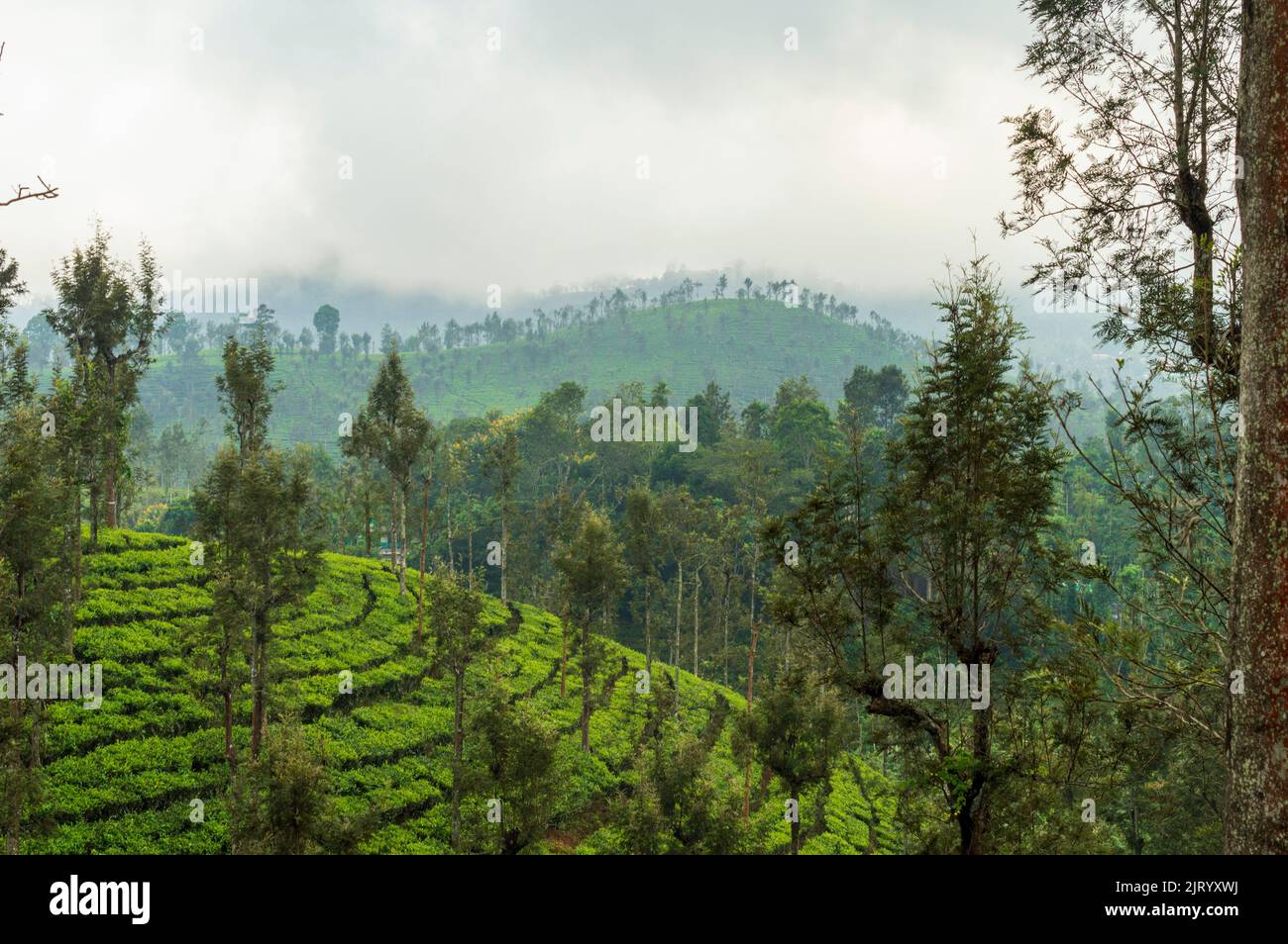 Trees in the middle of tea plantation adding a scenic beauty to the ...