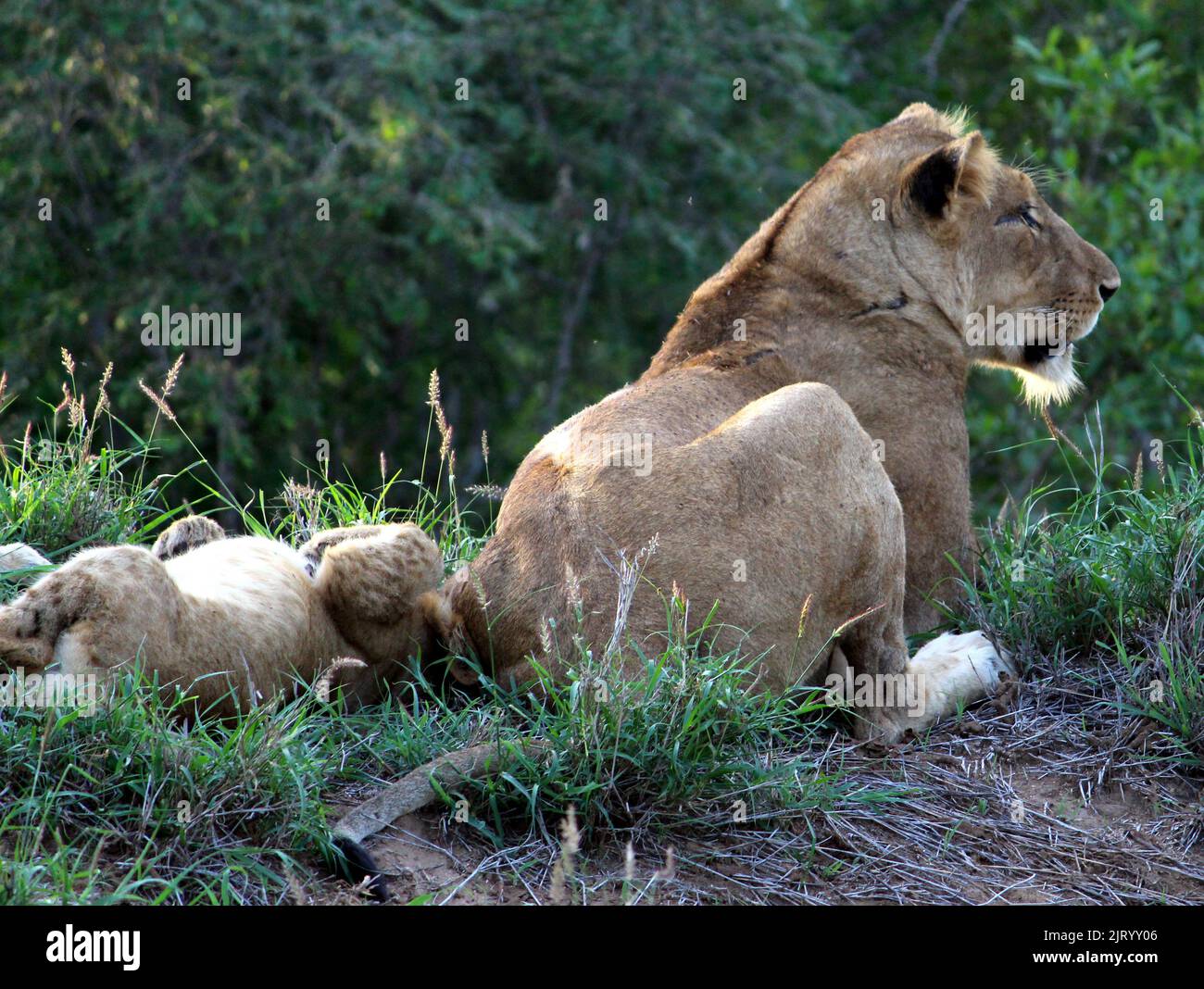 African lion (Panthera leo) family enjoying siesta time in Kruger ...