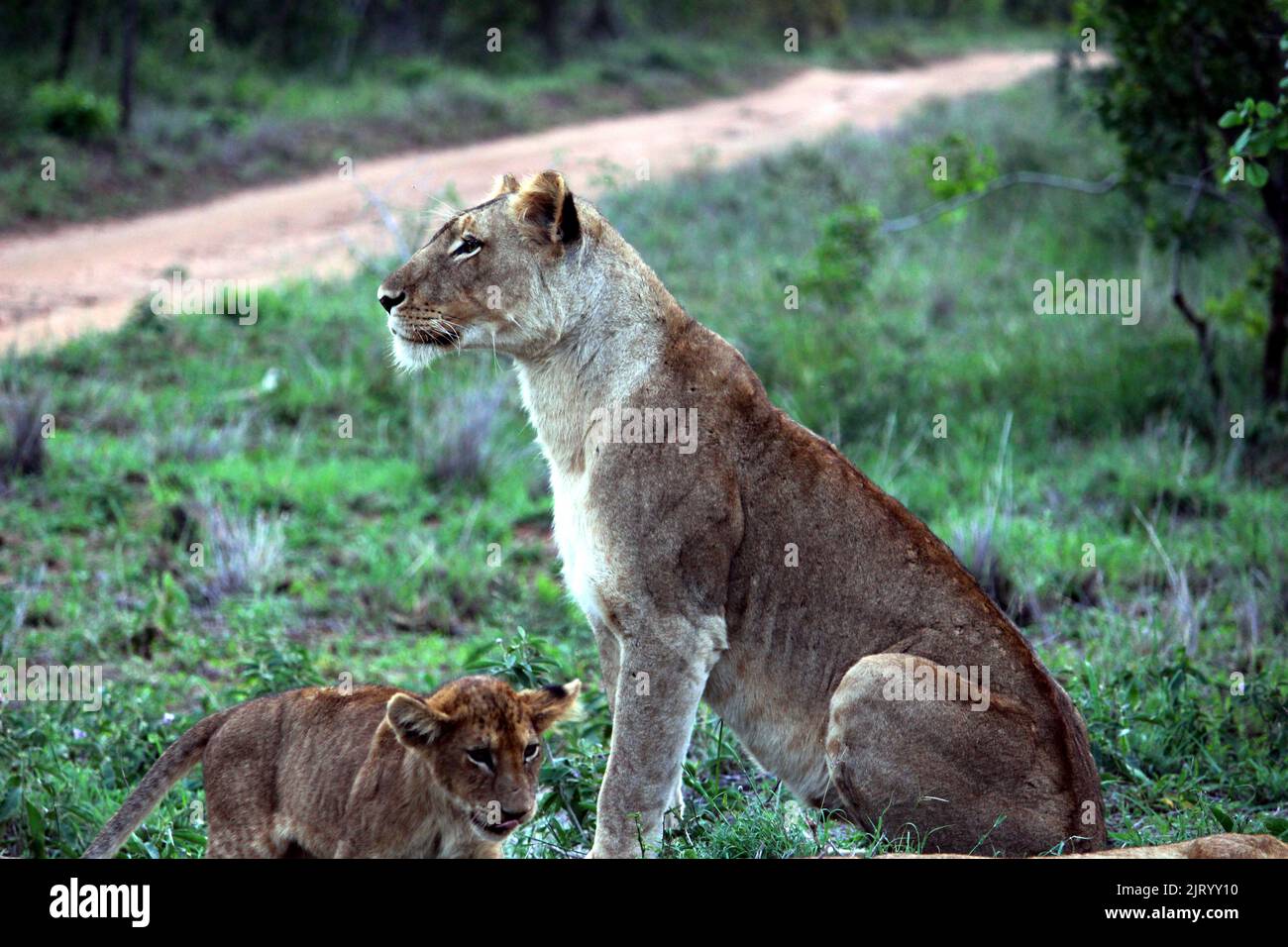 African lion (Panthera leo) family enjoying siesta time in Kruger ...
