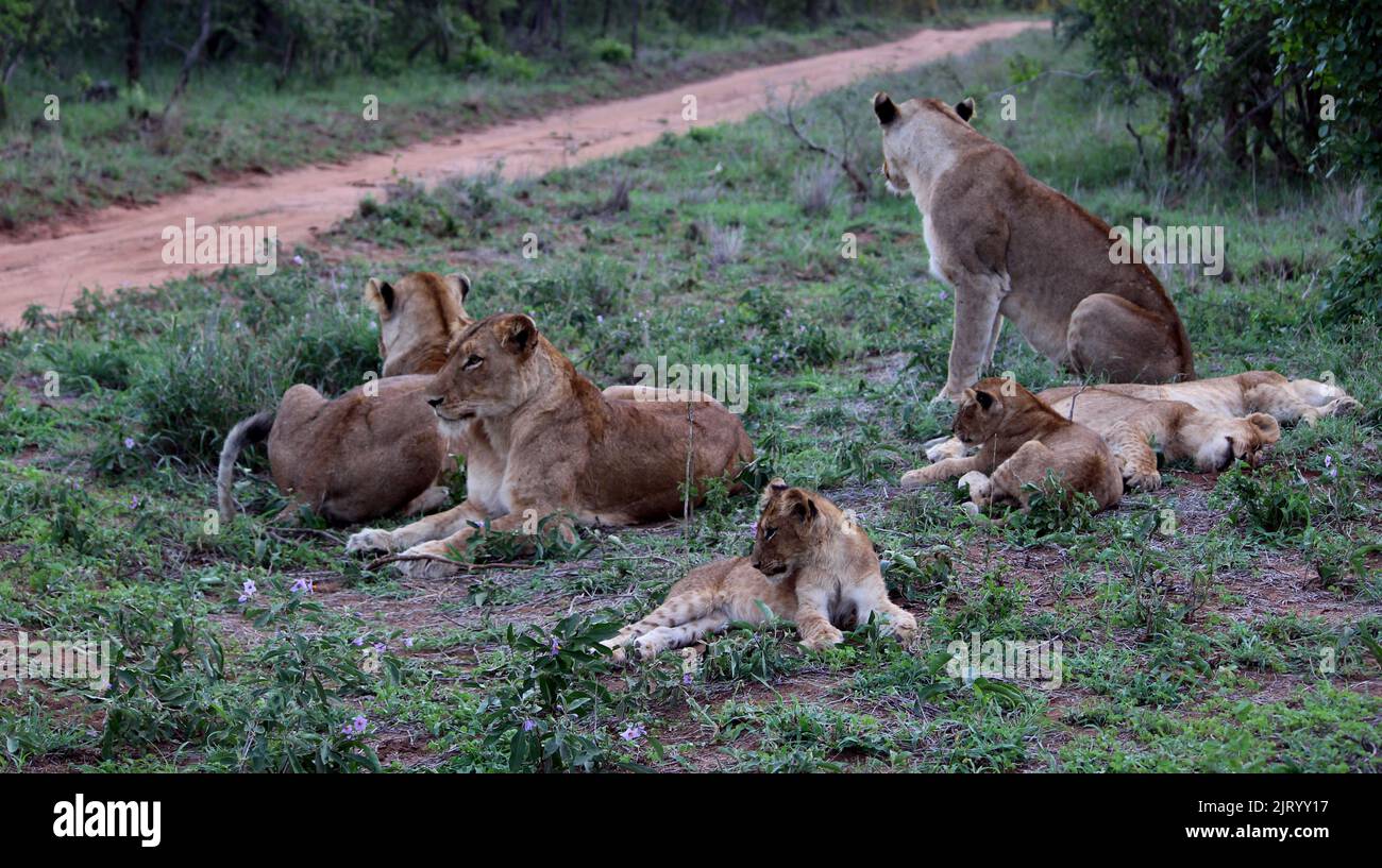African lion (Panthera leo) family enjoying siesta time in Kruger ...