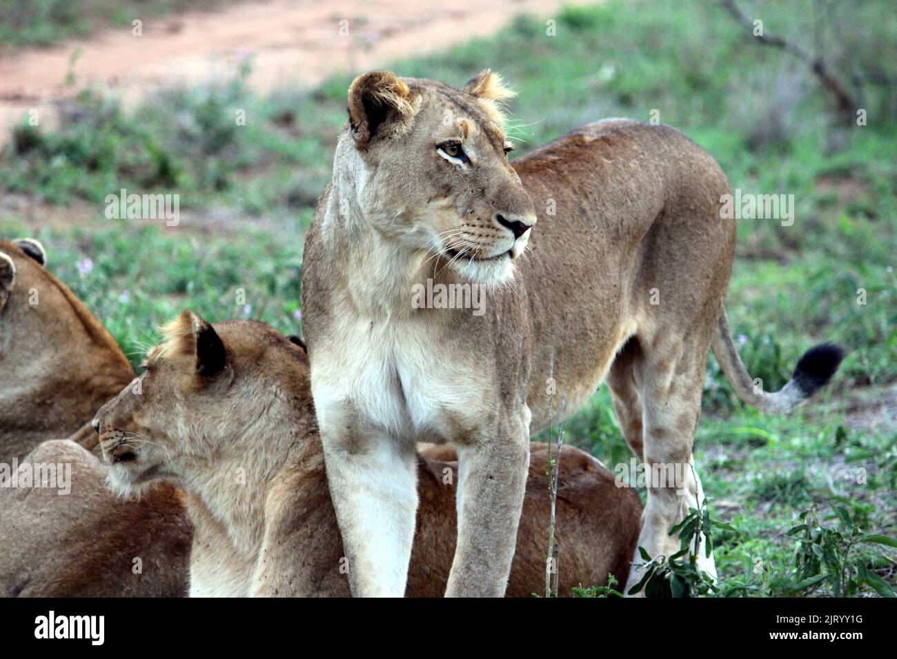 African lion (Panthera leo) family enjoying siesta time in Kruger ...