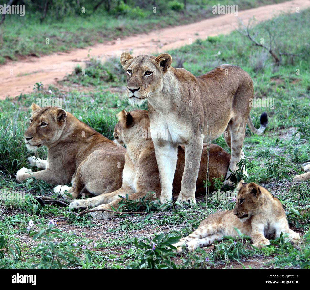 African lion (Panthera leo) family enjoying siesta time in Kruger ...