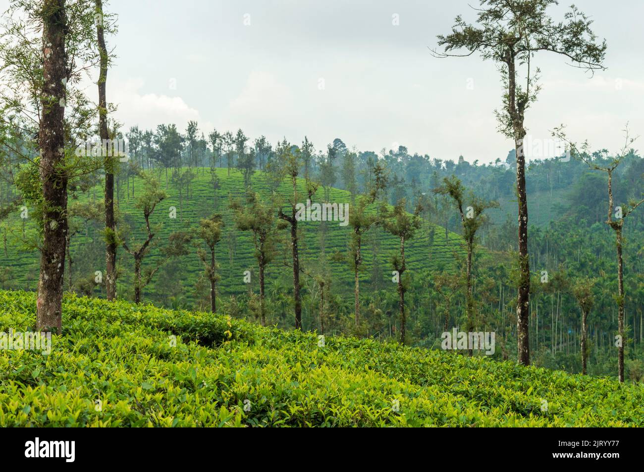 Trees in the middle of tea plantation adding a scenic beauty to the ...