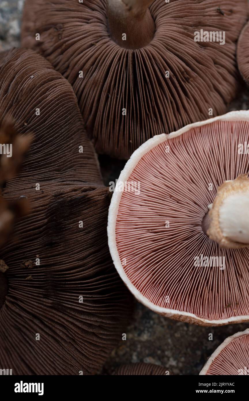 A mushroom is the fleshy, spore bearing fruiting body of a fungus ...