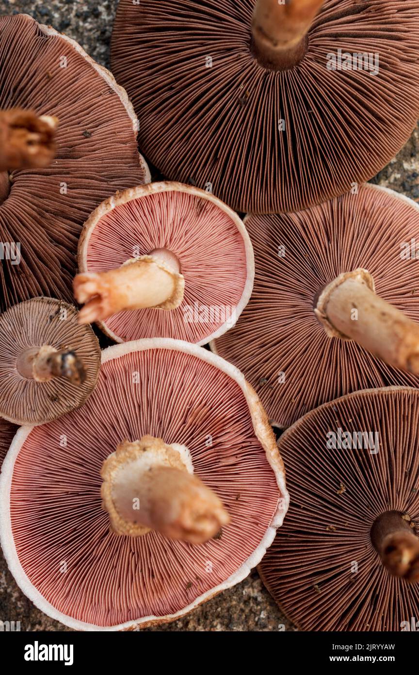 A mushroom is the fleshy, spore bearing fruiting body of a fungus ...