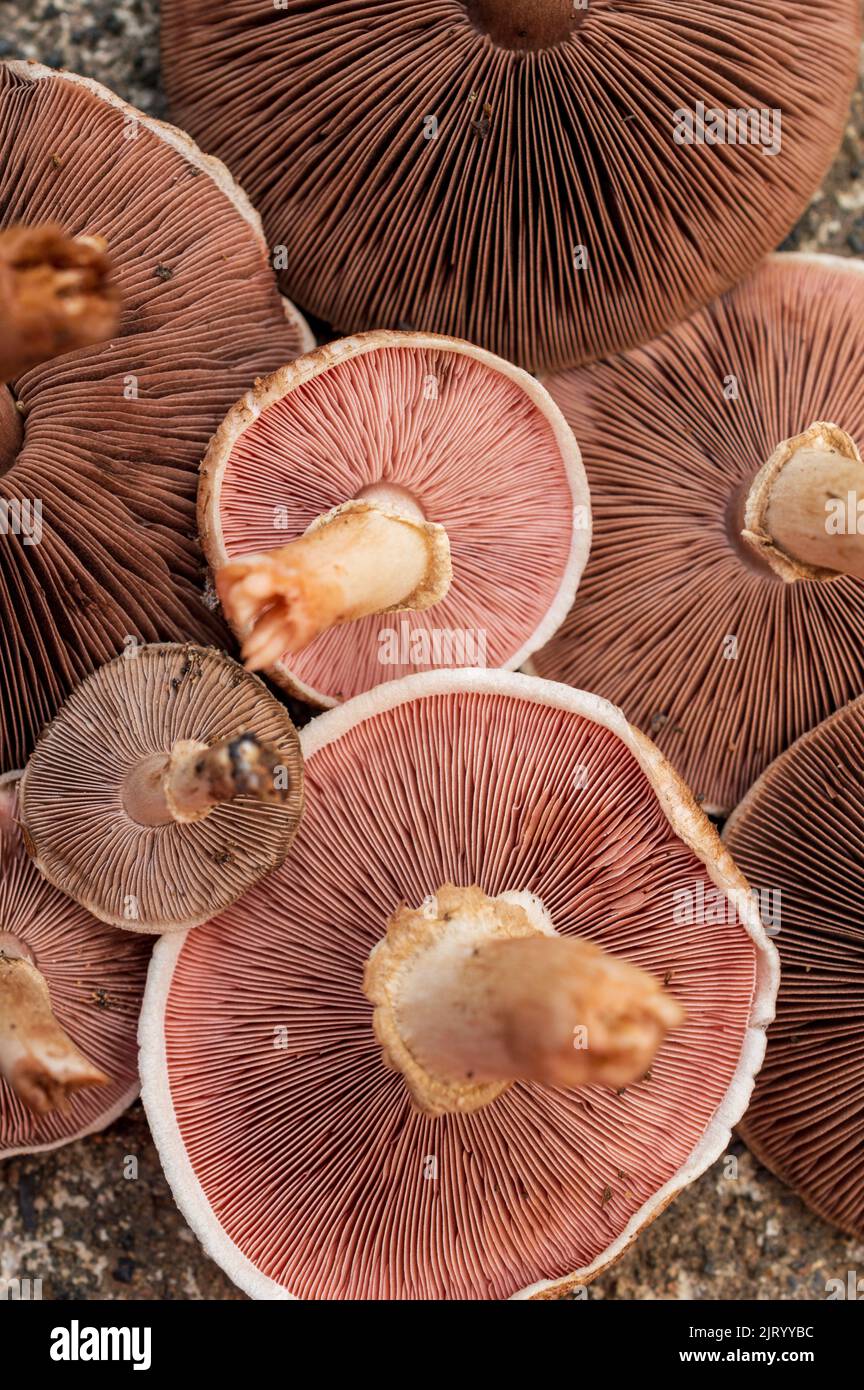 A mushroom is the fleshy, spore bearing fruiting body of a fungus ...