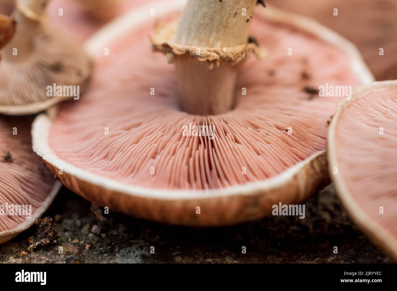 A mushroom is the fleshy, spore bearing fruiting body of a fungus ...