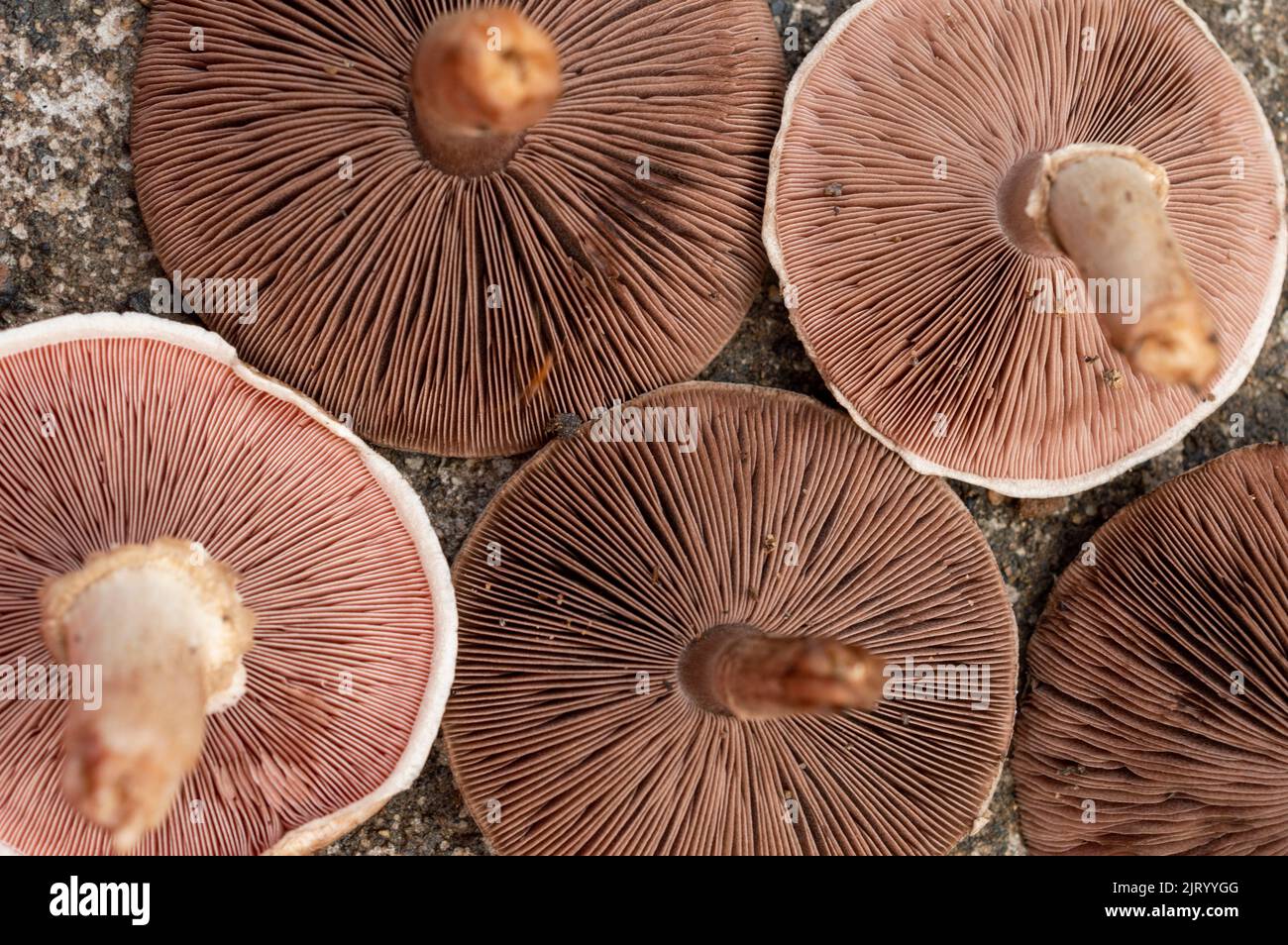 A mushroom is the fleshy, spore bearing fruiting body of a fungus ...