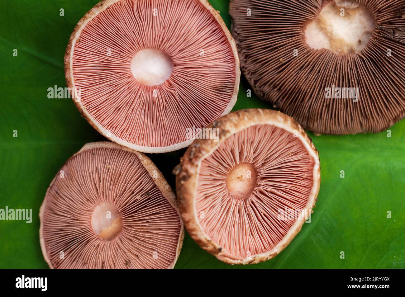 A mushroom is the fleshy, spore bearing fruiting body of a fungus ...
