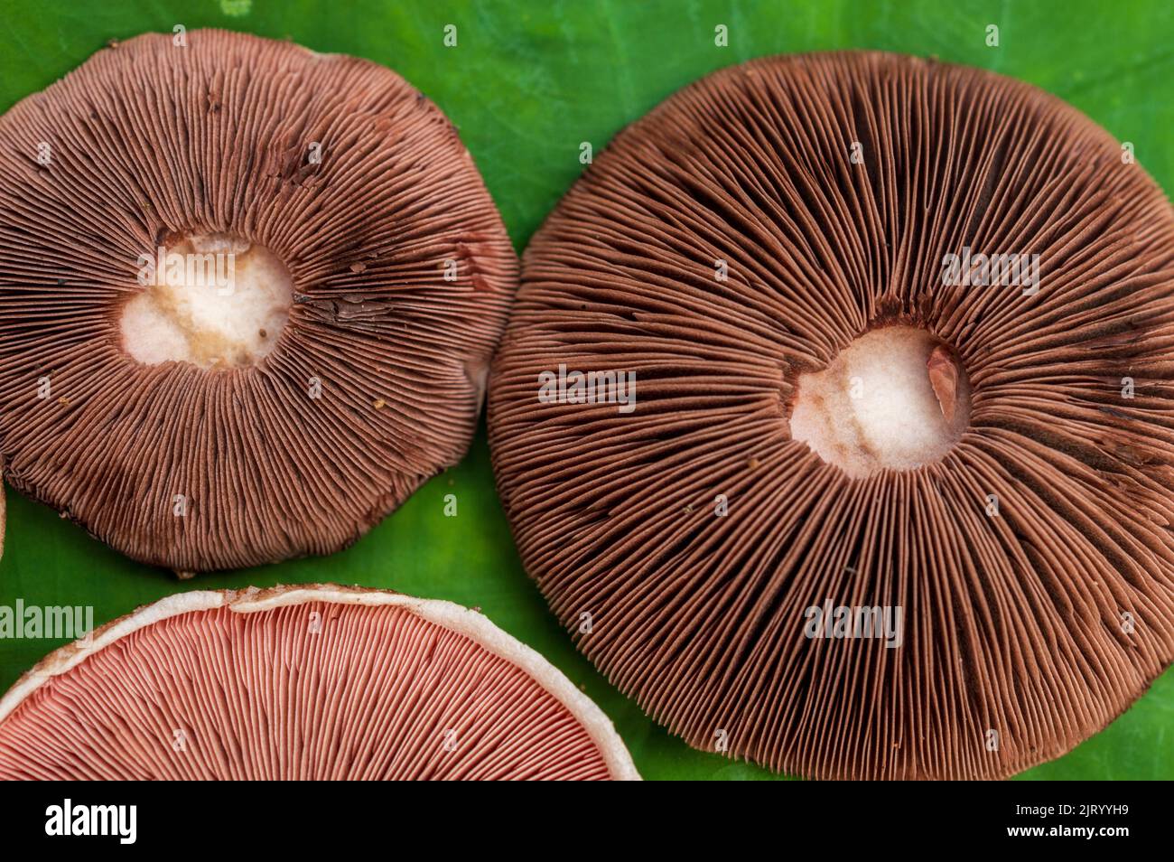 A mushroom is the fleshy, spore bearing fruiting body of a fungus ...
