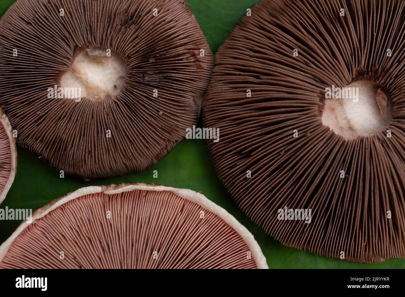 A mushroom is the fleshy, spore bearing fruiting body of a fungus ...