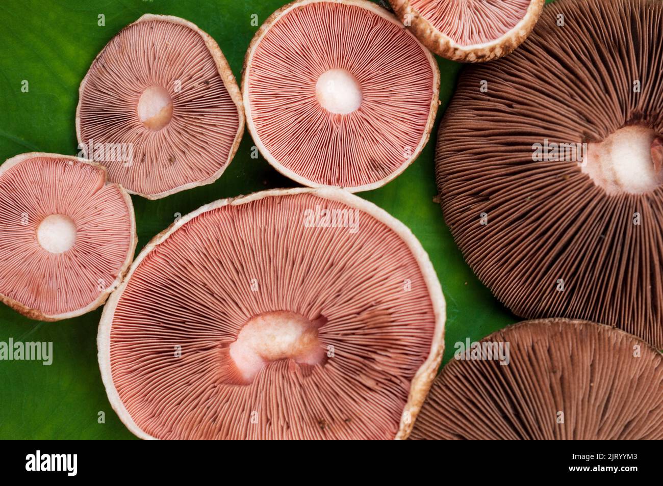 A mushroom is the fleshy, spore bearing fruiting body of a fungus ...