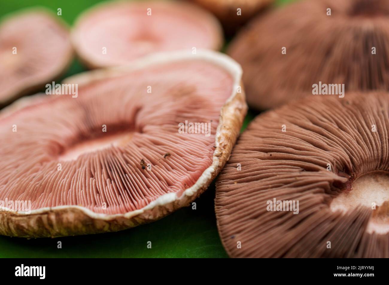 A mushroom is the fleshy, spore bearing fruiting body of a fungus ...