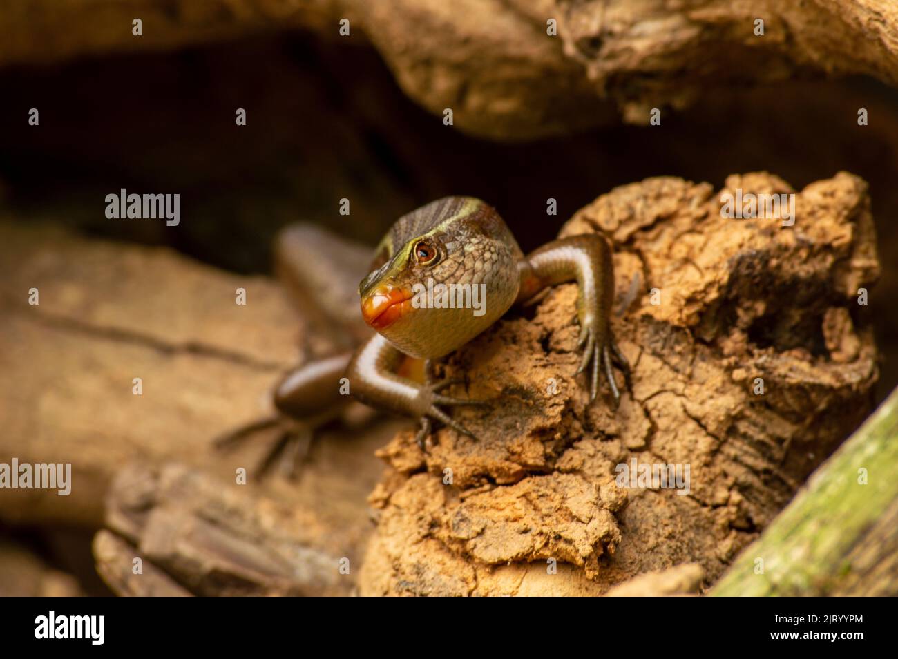 Lizards are a widespread group of reptiles which are cold blooded ...