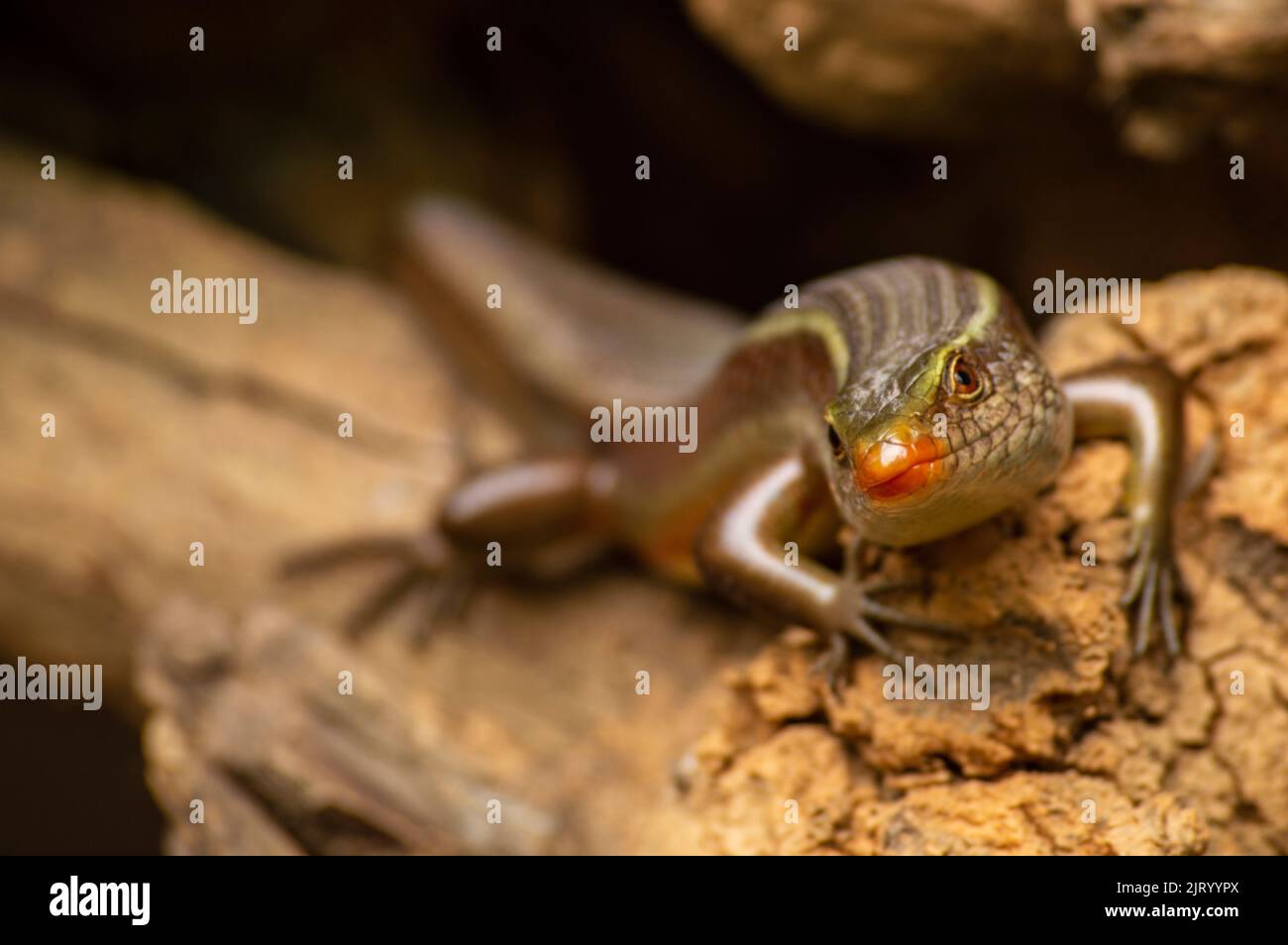 Lizards are a widespread group of reptiles which are cold blooded ...