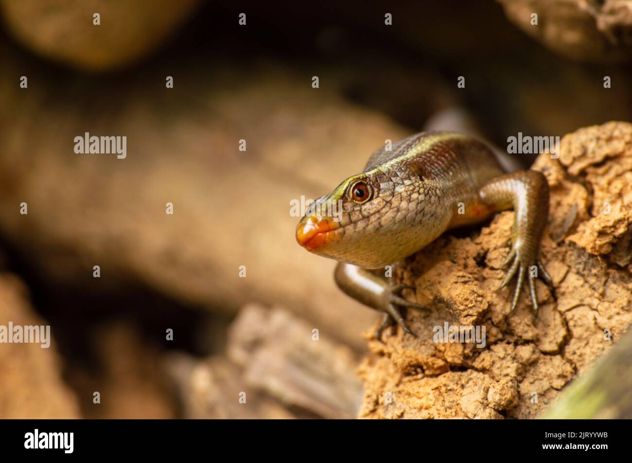 Lizards are a widespread group of reptiles which are cold blooded ...