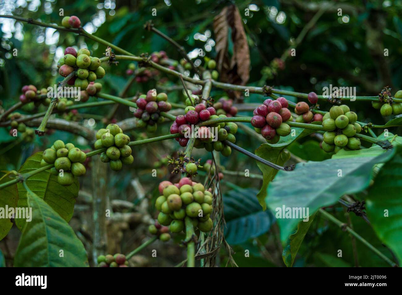 Coffee is a brewed drink prepared from red coffee berries. Here is ...