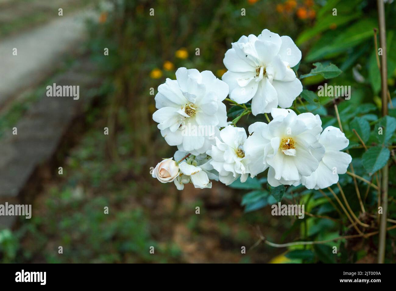 White roses symbolize loyality, purity and innocence. This flower is also associated with ...