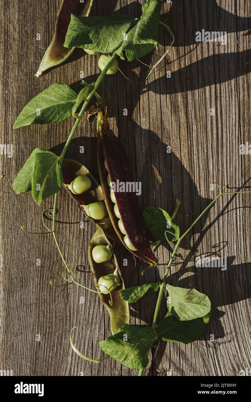 Raw purple pea pods on a wooden background. The concept of healthy ...