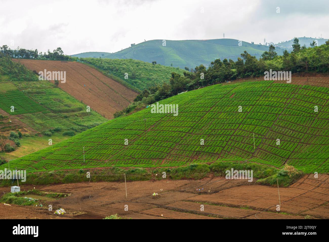 Towering mountains, terrestrial farming, sprawling tea gardens, nature ...