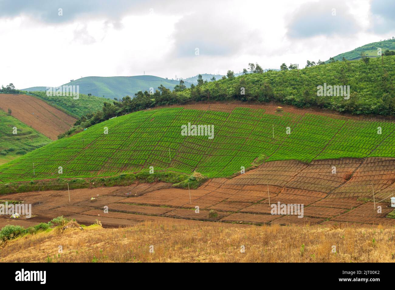 Towering mountains, terrestrial farming, sprawling tea gardens, nature ...