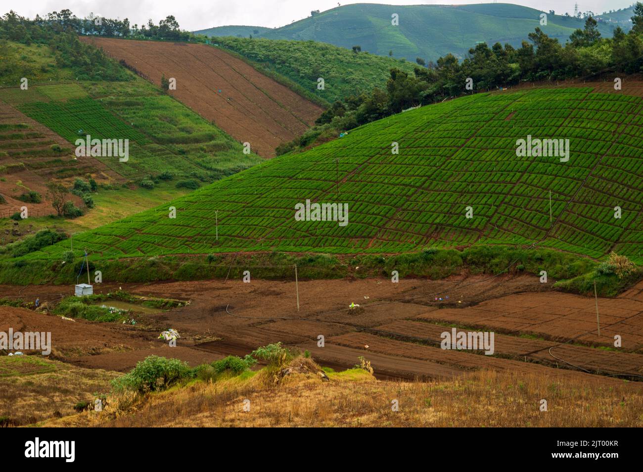 Towering mountains, terrestrial farming, sprawling tea gardens, nature ...
