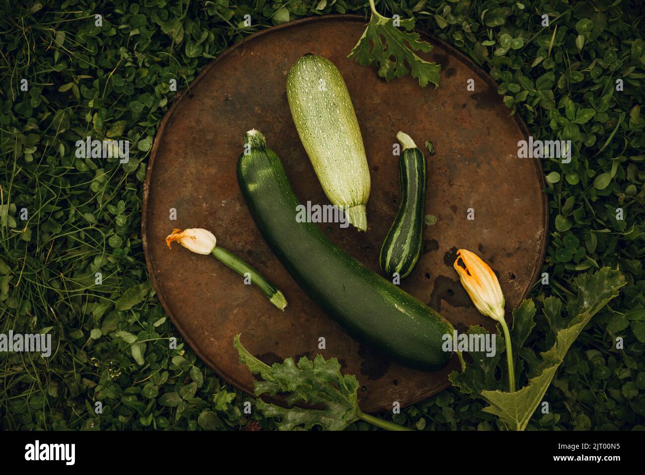 Zucchini, different in color and shape, on a metal dish against the ...