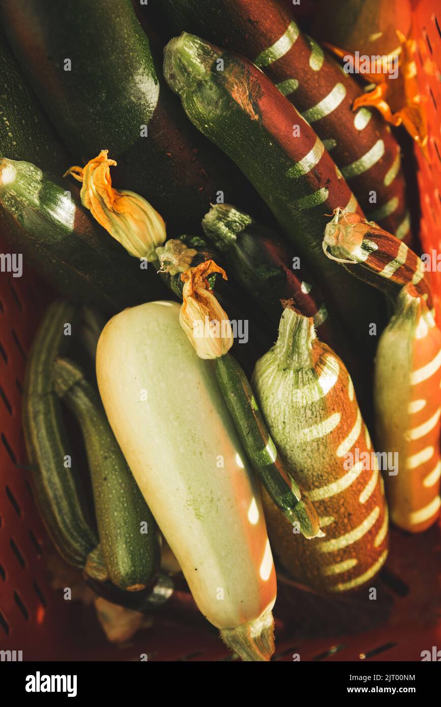 Zucchini different in color and shape in a basket with sun glare ...