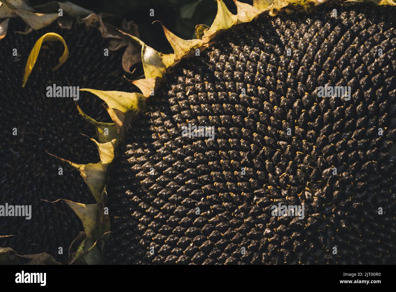 Vegetable background, black sunflower seeds close-up. Sunflower flower with ripe seeds. Ripe ...
