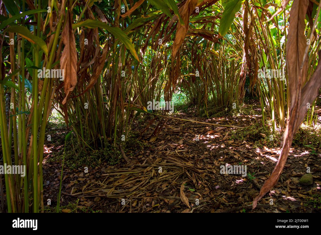 Propagated through seeds hi-res stock photography and images - Alamy