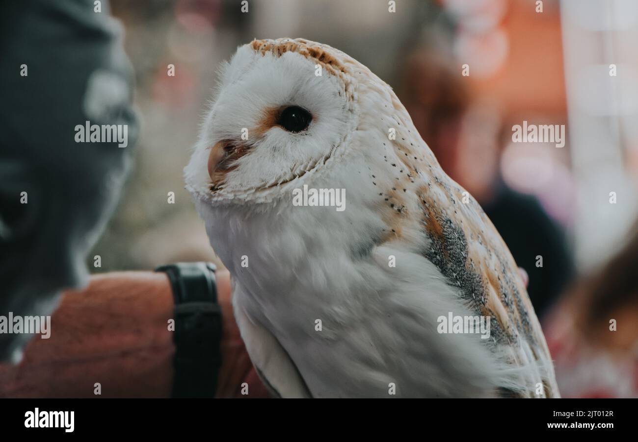 Cute looking white barn owl on a perch being gently stroke Stock Photo ...