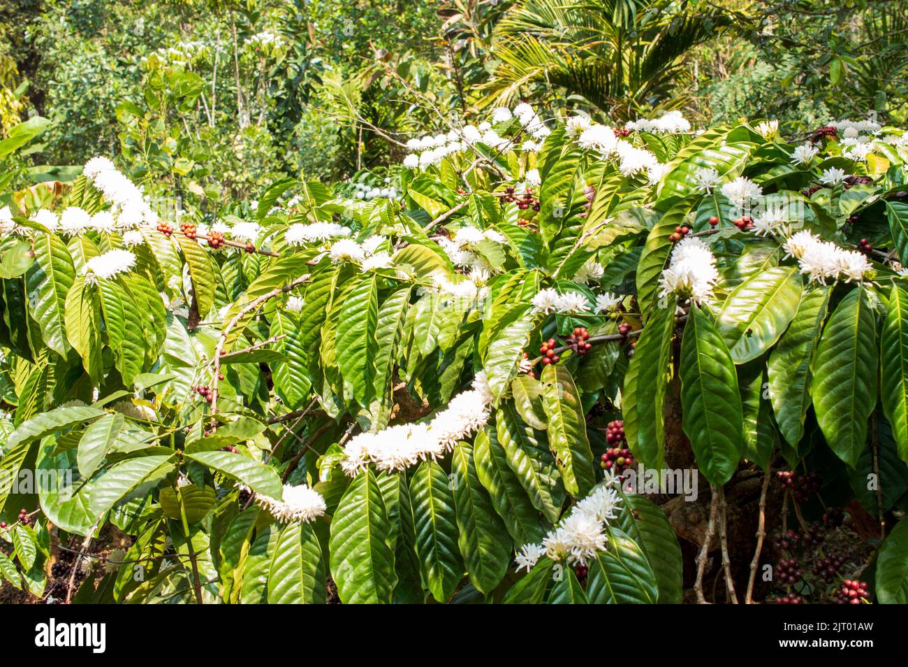 Coffee flowers in its plant forming a beautiful background Stock Photo ...