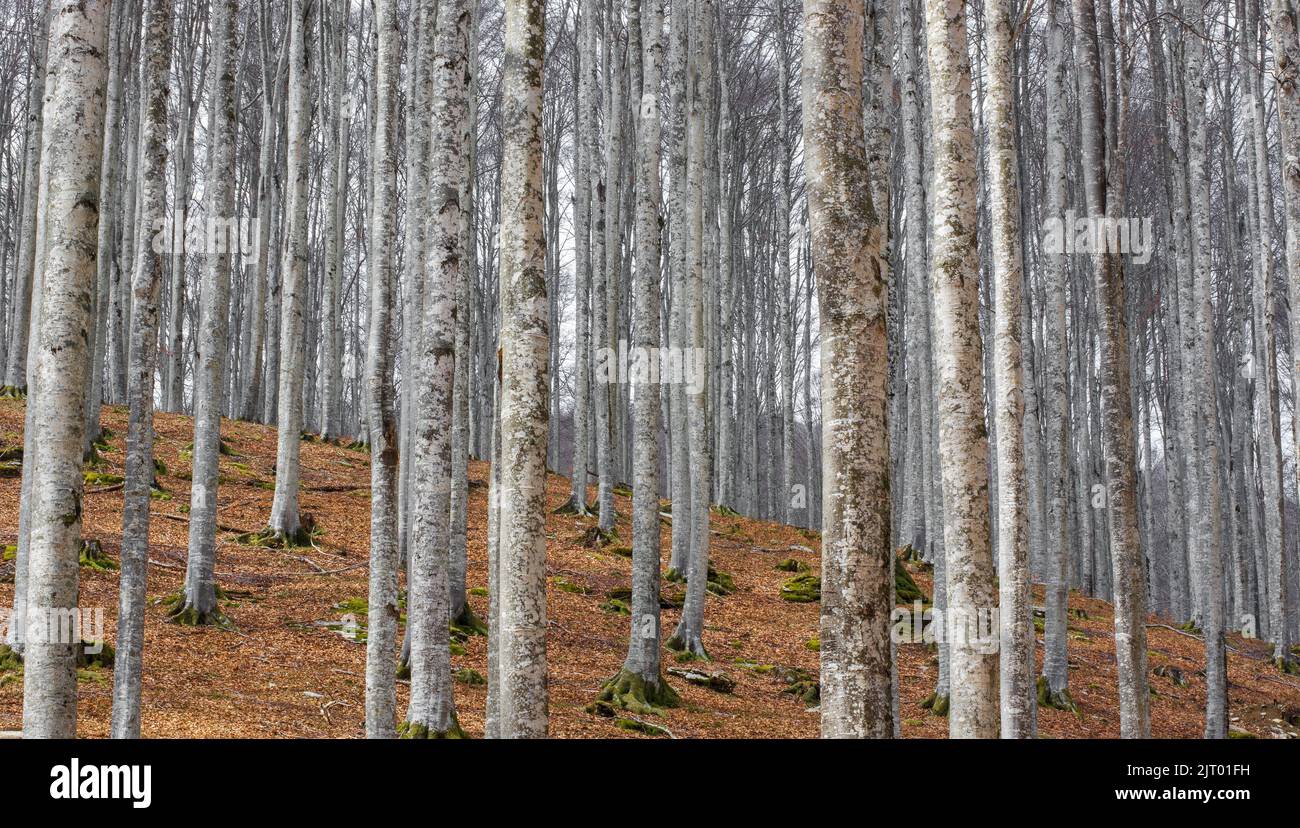 the silence of the forest with the colors of autumn Stock Photo - Alamy
