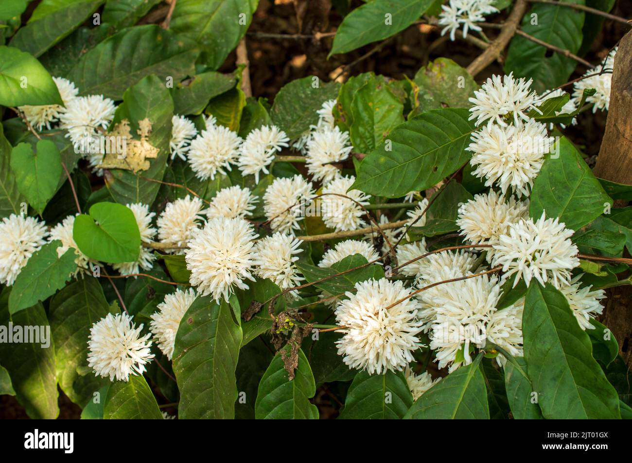 Small, fragrant white blossoms will grow where the leaves and branches ...