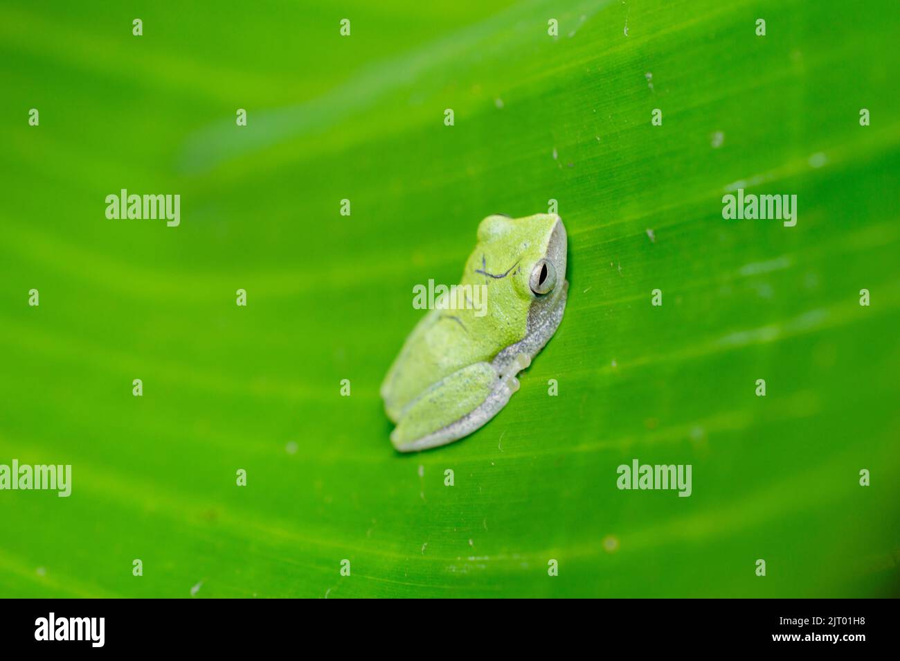 The green frog is a very symbolic animal and is widely considered to be ...