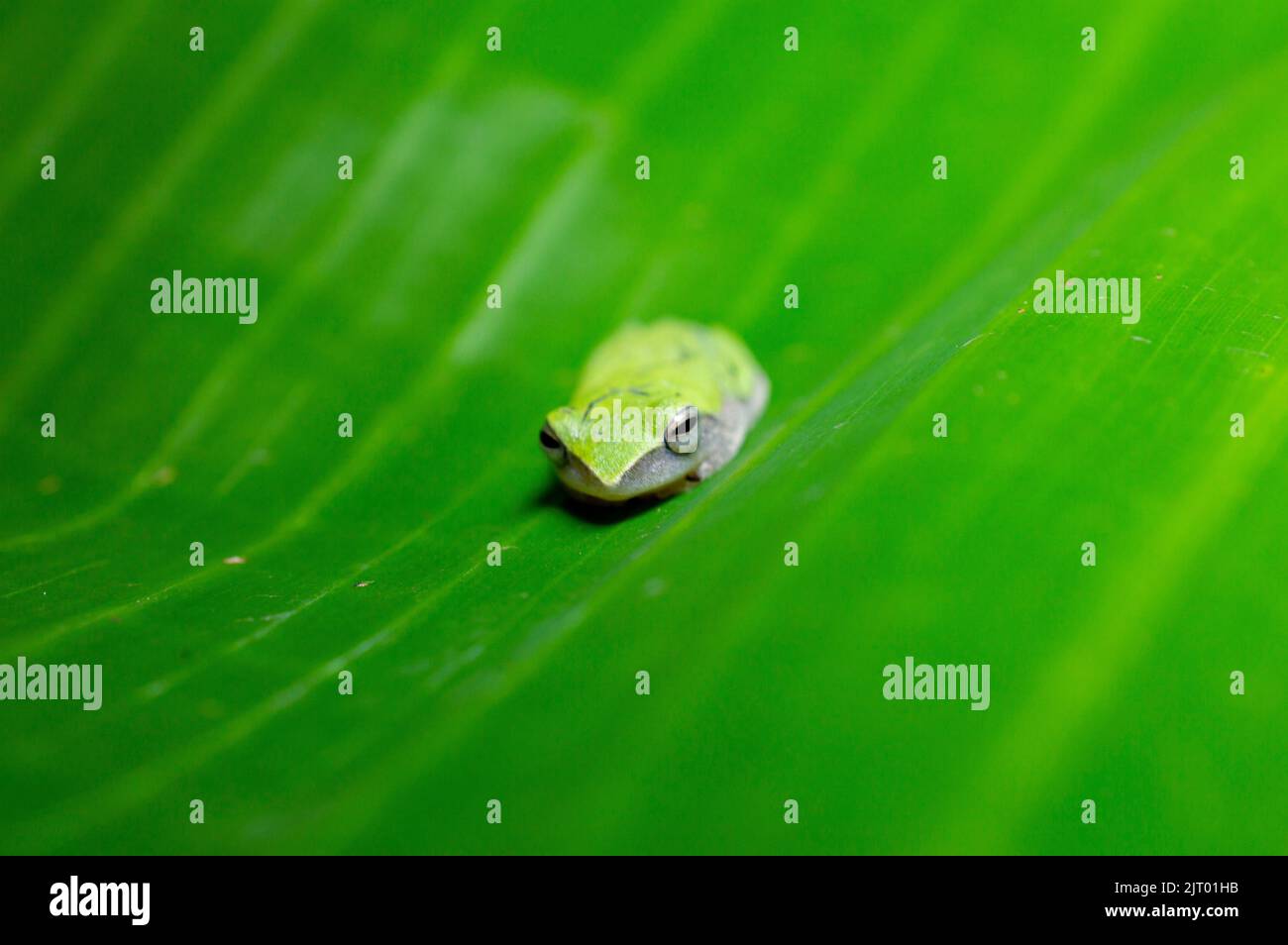 The green frog is a very symbolic animal and is widely considered to be ...