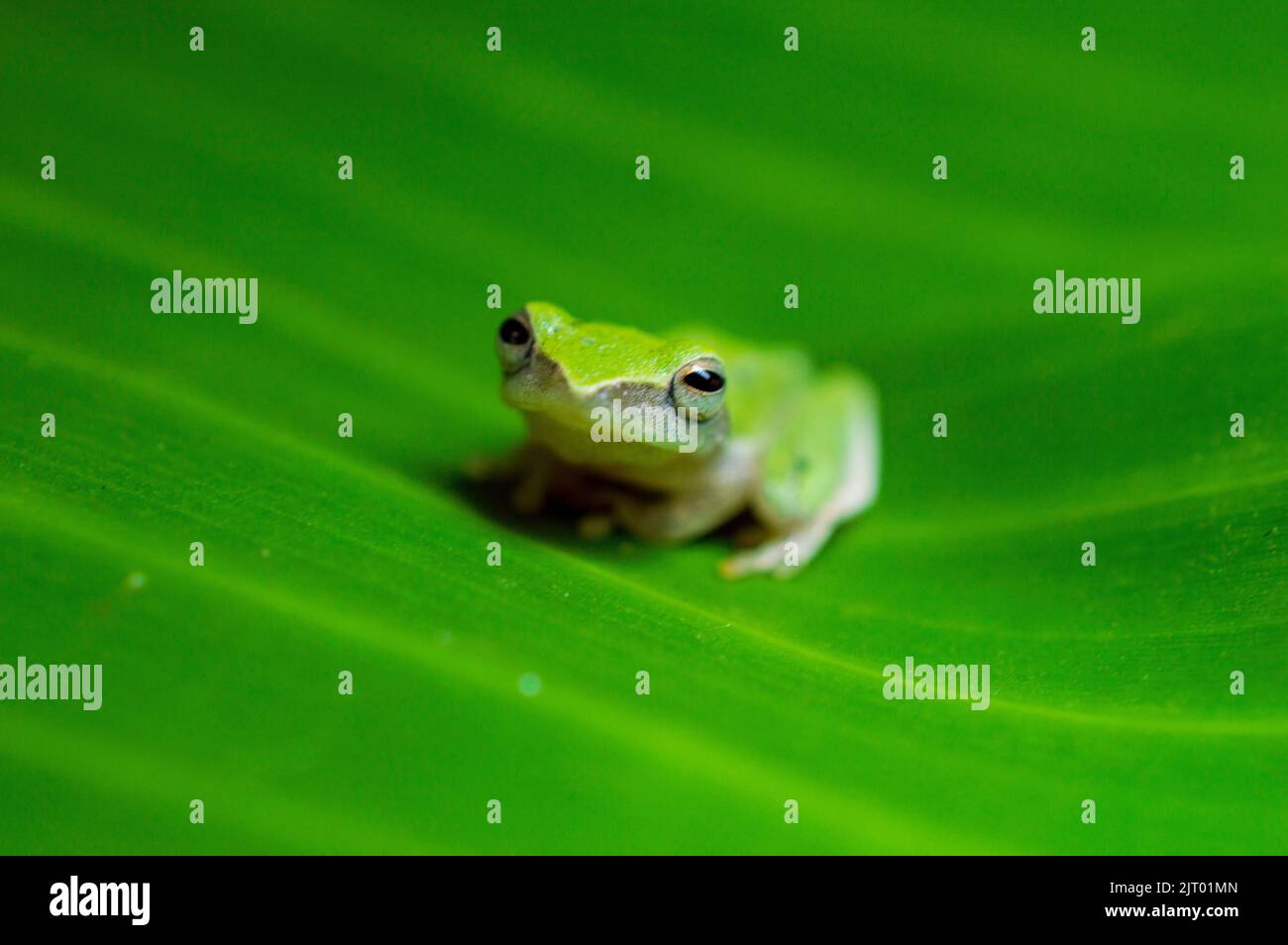 The green frog is a very symbolic animal and is widely considered to be ...