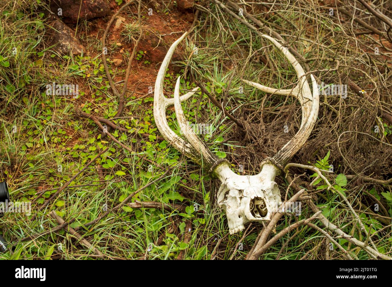Deer antlers are made of bones that grow and shed every year. They are ...