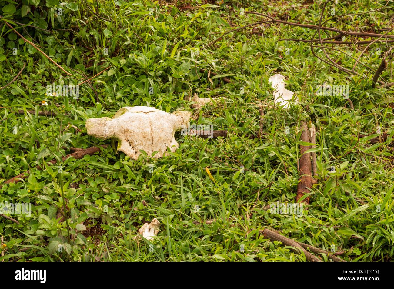 Leftover bones hi-res stock photography and images - Alamy