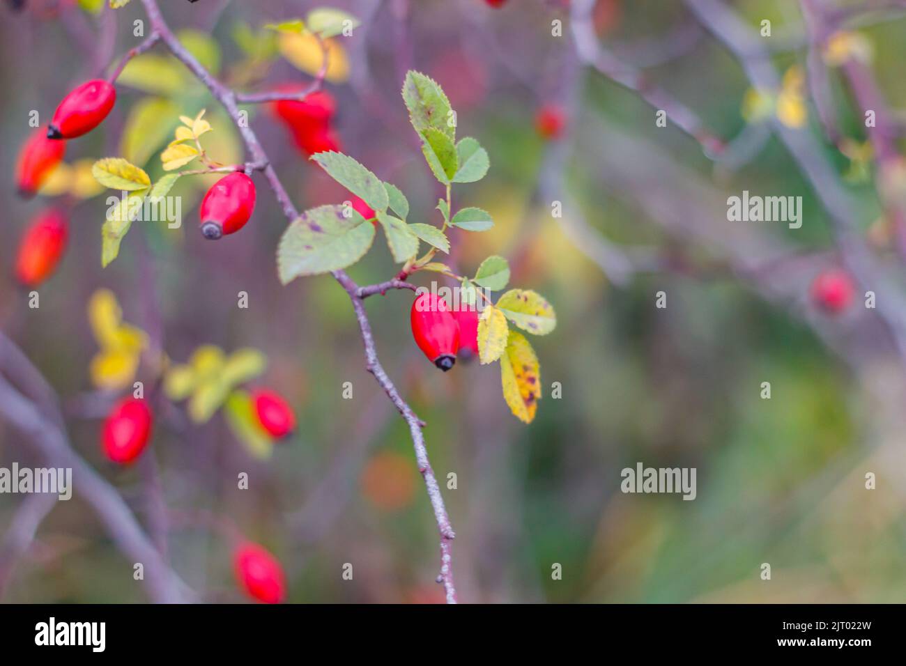 A wild rose hip shrub in nature Stock Photo - Alamy