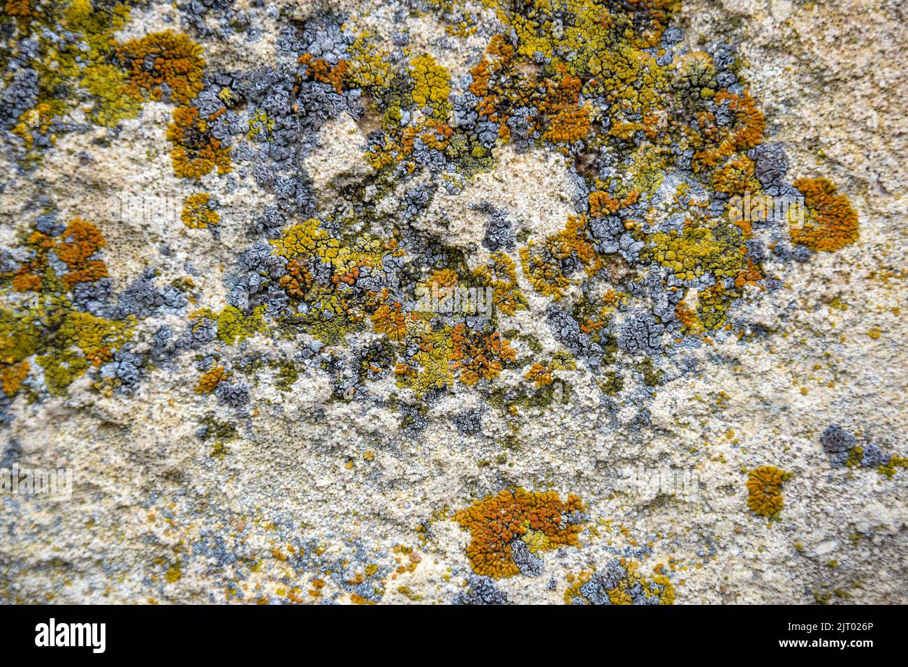 Aged wall of old building with multicolored moss, natural background ...