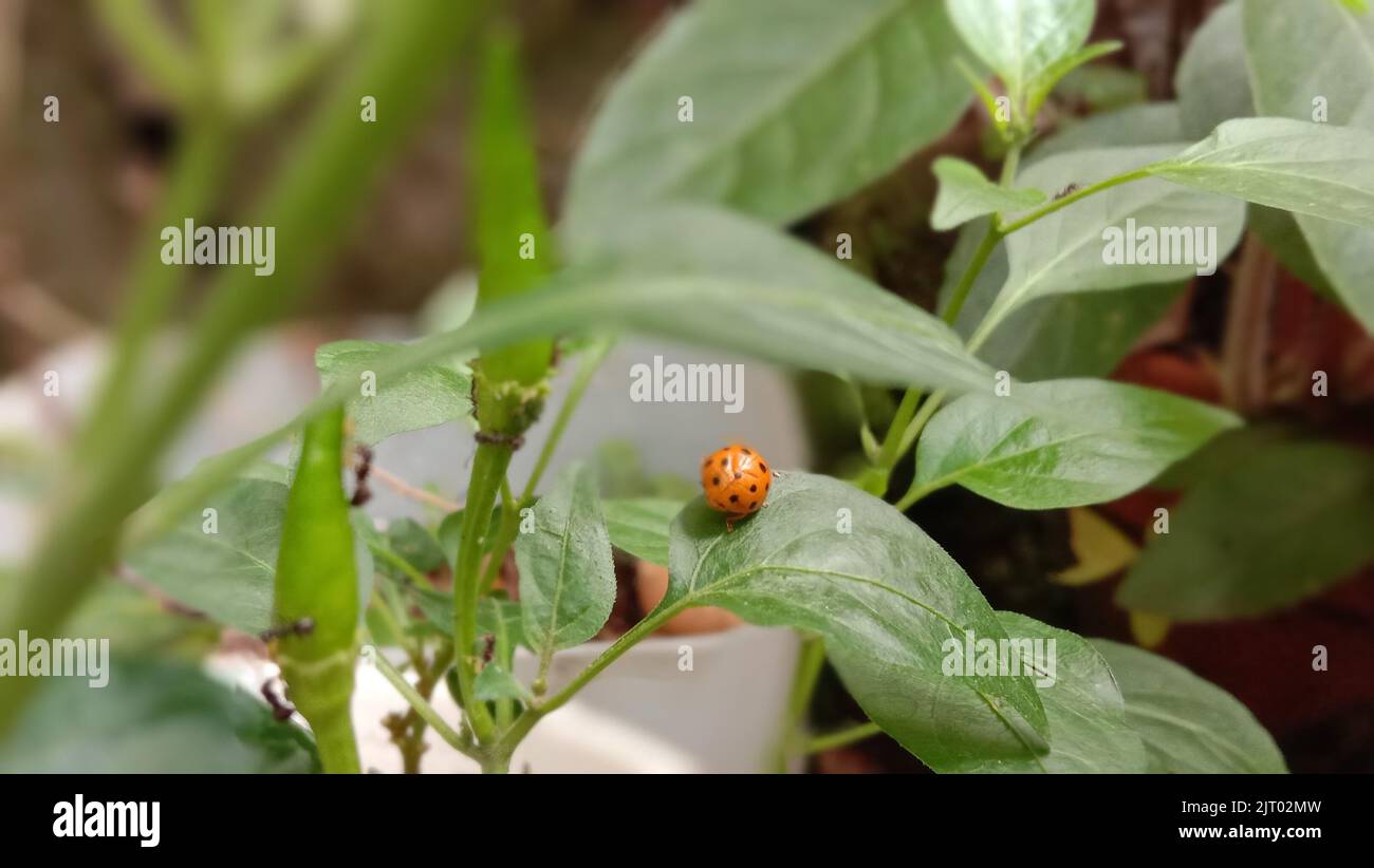 The close-up view of an orange ladybug on the green leaf of a plant ...