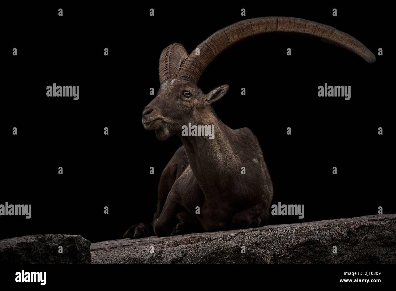 Male Alpine ibex (Capra ibex) with long, curved horns lying on a rock ...