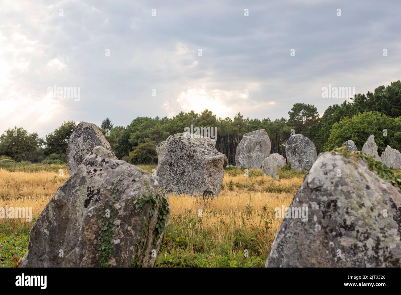Megalithic menhirs in landscape near Carnac, evening light, Brittany ...
