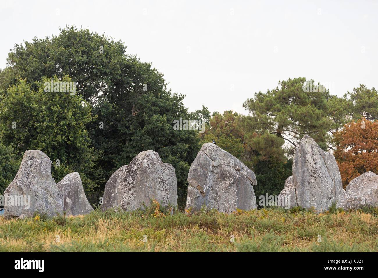Megalithic menhirs in landscape near Carnac, evening light, Brittany ...
