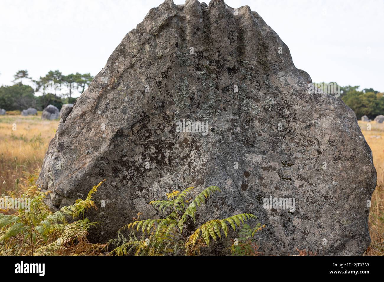 Megalithic menhirs in landscape near Carnac, evening light, Brittany ...