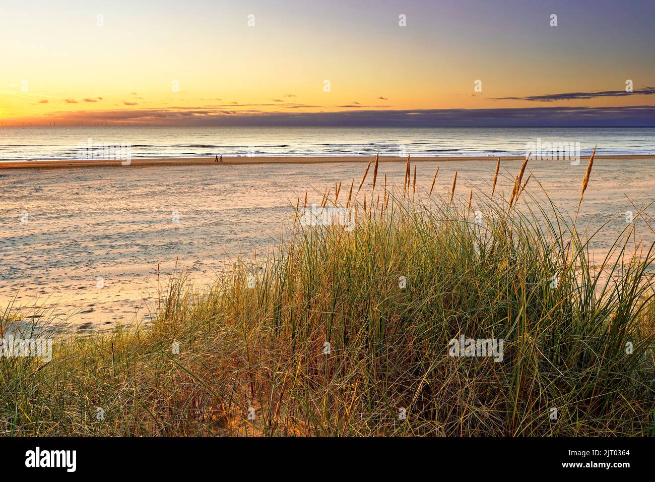 Beach grass and the ocean at sunset. Golden hour. North Holland dune ...